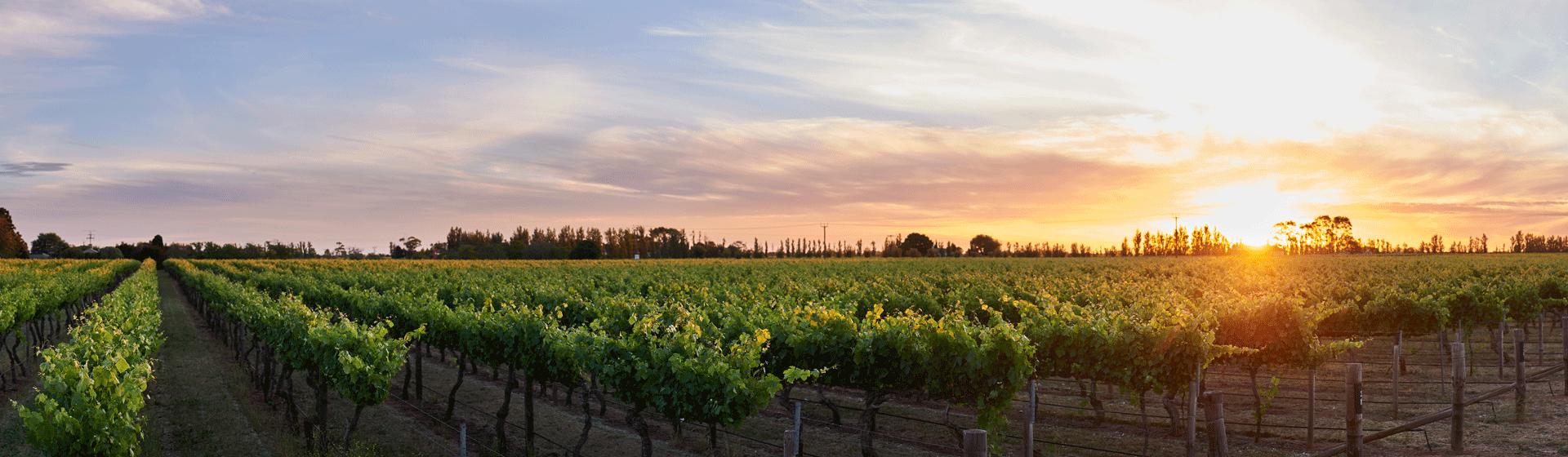 Coonawarra – Coonawarra Running Festival